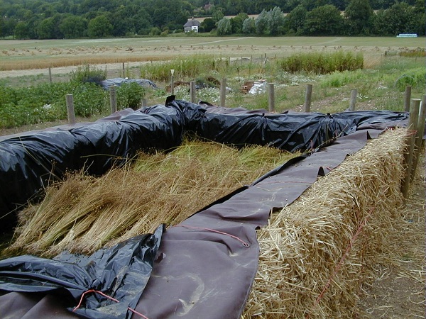 All about flax | Weald and Downland