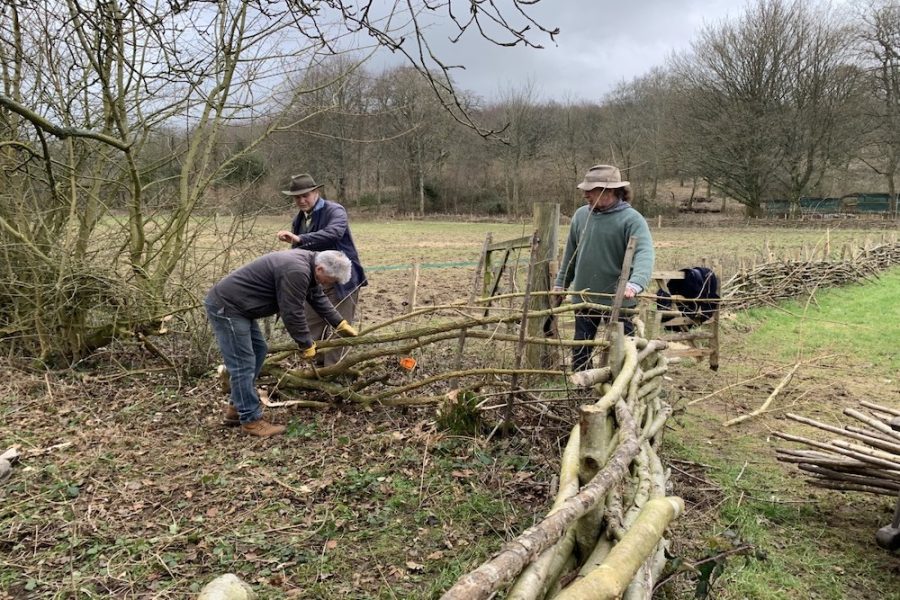 The Art of the Living Boundary: Traditional Hedge Laying